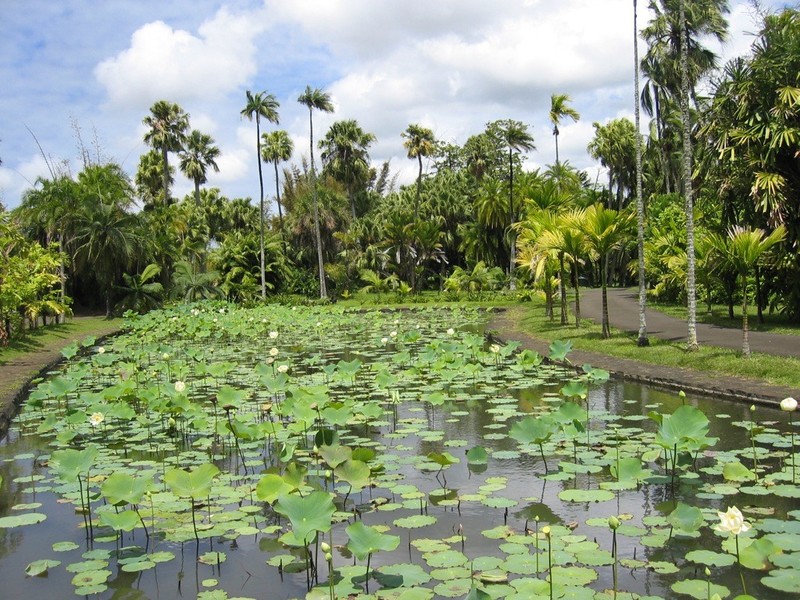 Le jardin botanique de Pamplemousses : visite, avis, horaires, tarifs ...